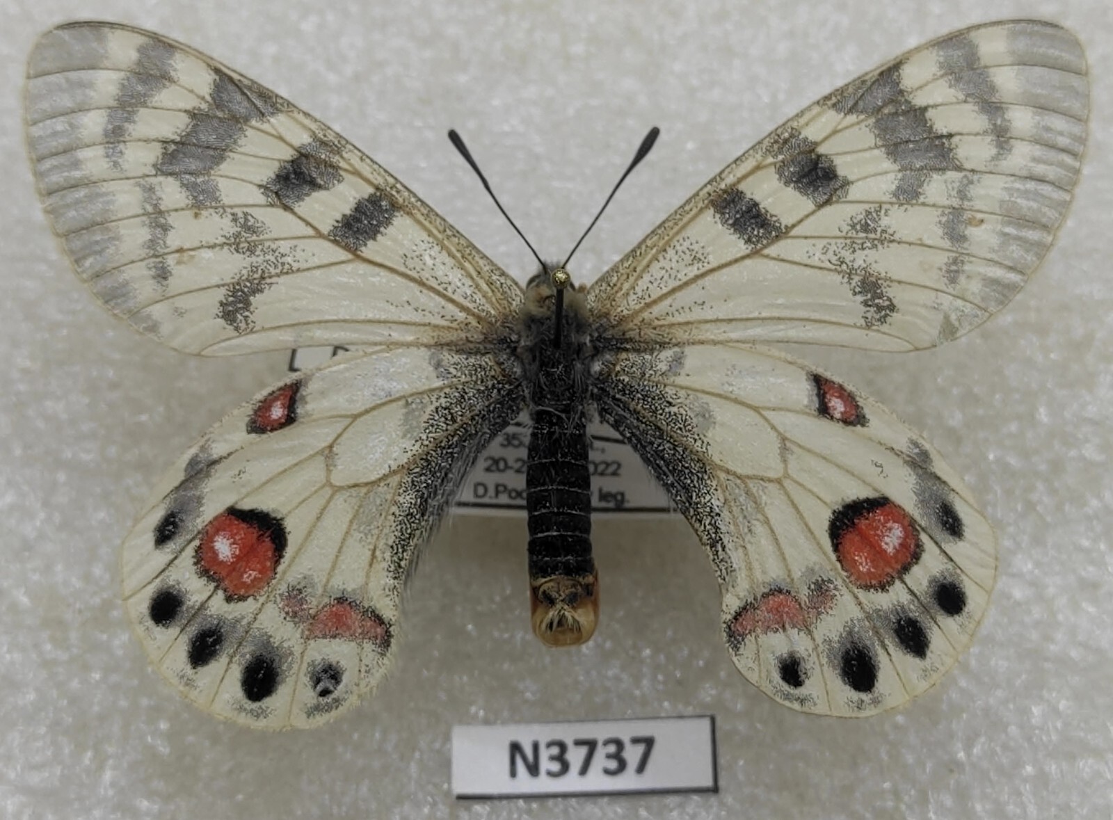 Parnassius charltonius romanovi 1 F Aram-Kungey N3737 А2 | eBay