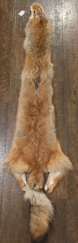 Tanned Red Eastern coyote pelt. Country Cabin Craft Hide. Nice Fur No 2 ...