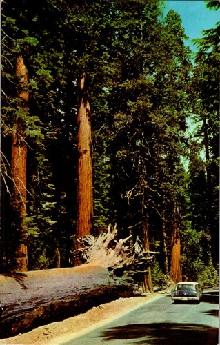 Yosemite Fallen Monarch Postcard Mariposa Grove Big Trees Curteichcolor ...