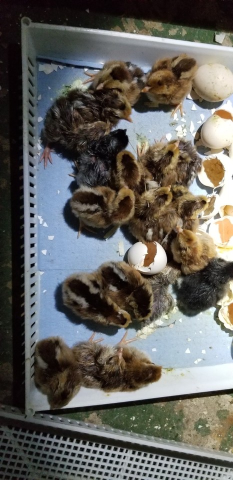 6 Lady Amherst Pheasants Hatching Eggs | eBay