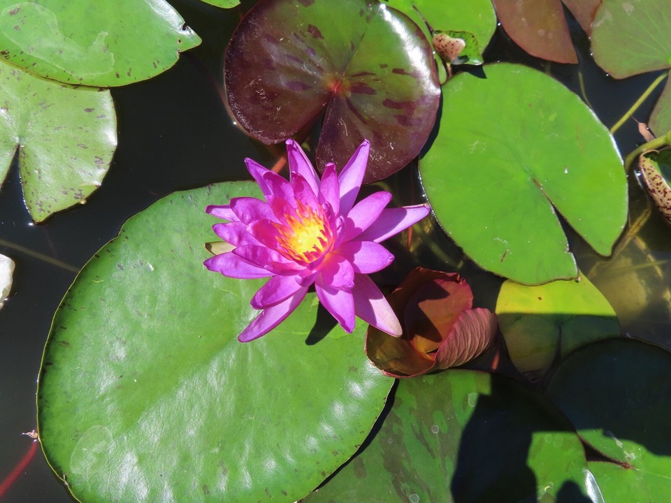 Violicious Hardy Waterlily Live Bareroot ONE YEAR OLD STARTER Tuber | eBay