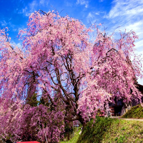 Japanese "WEEPING SAKURA" Cherry Blossom Flower Tree Seeds (pendula ...