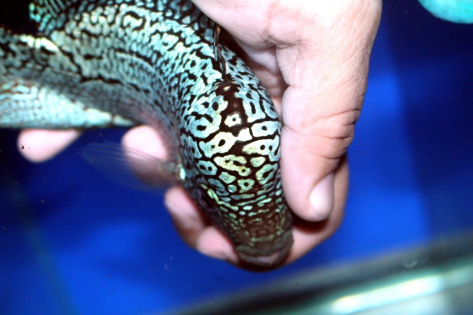 Super Rare Black Kamfa Flowerhorn | eBay