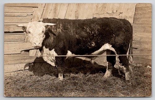 RPPC Cattle Livestock Beautiful Old Cow c1910 Real Photo Postcard U27 ...
