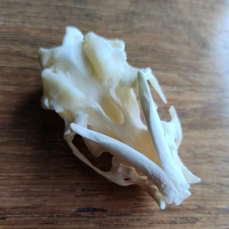 Real Mink Animal Skull Head Taxidermy Science Anatomy Education Crafts ...