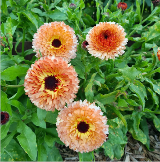Calendula - Pink Surprise (Calendula officinalis) 25 Seeds | eBay
