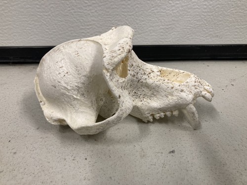 Replica Gelada Baboon Skull upper part | eBay