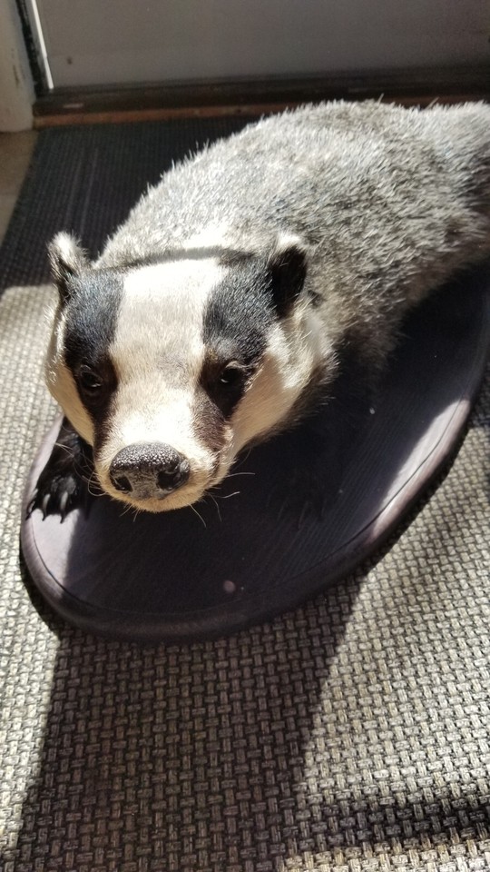 Taxidermy animal European Badger Stand Mount Real Animal NEW | eBay