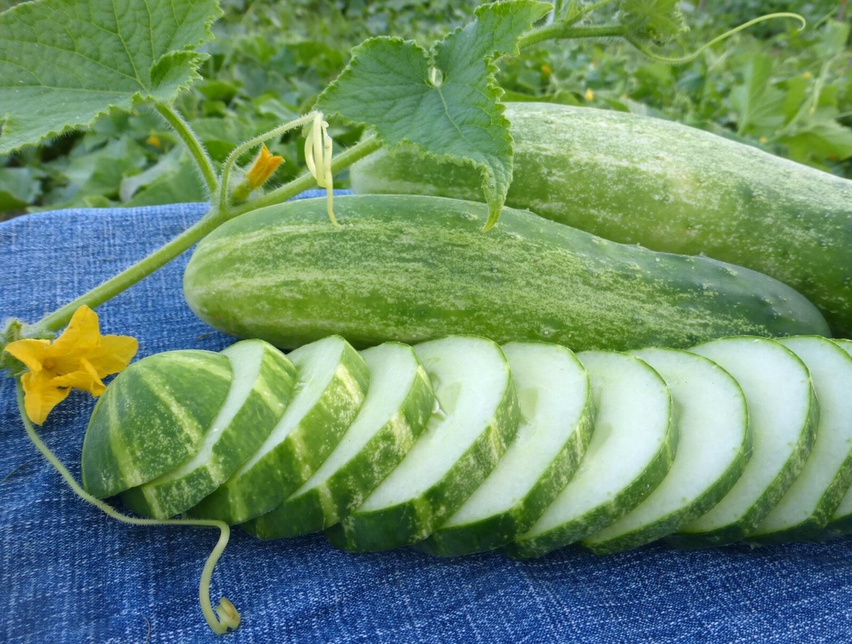 Straight Eight Cucumber Seeds Cucumber Seeds Straight Eight Variety