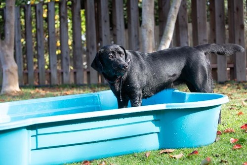 One Dog One Bone Bone Shaped Summer Dog Tub - Blue for sale online | eBay