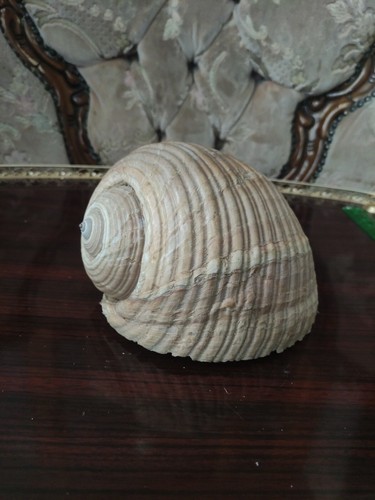Large Banded Tun Seashell, Tonna Cepa, 18cm, Good Condition | eBay UK