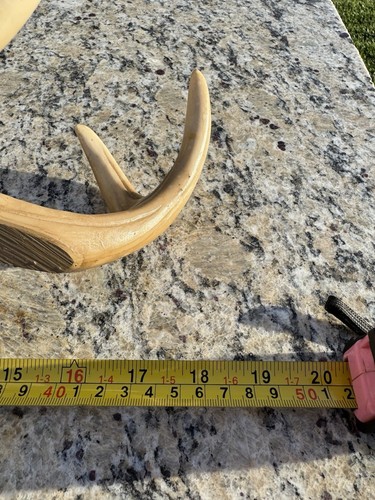 Rustic Hunter's 10 Point Stag Deer Antler Coat/Hat/Key Rack | eBay
