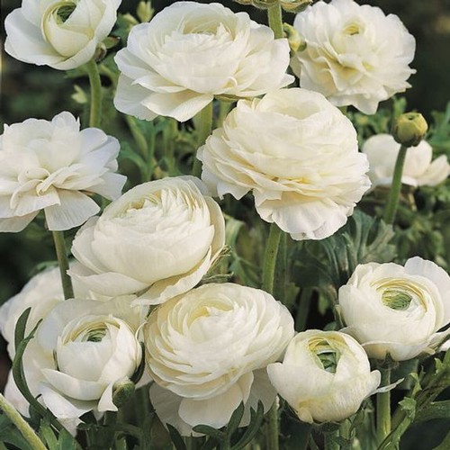 10 RANUNCULUS WHITE TOMER BULBS/CORMS GARDEN PERENNIAL SUMMER FLOWERING ...