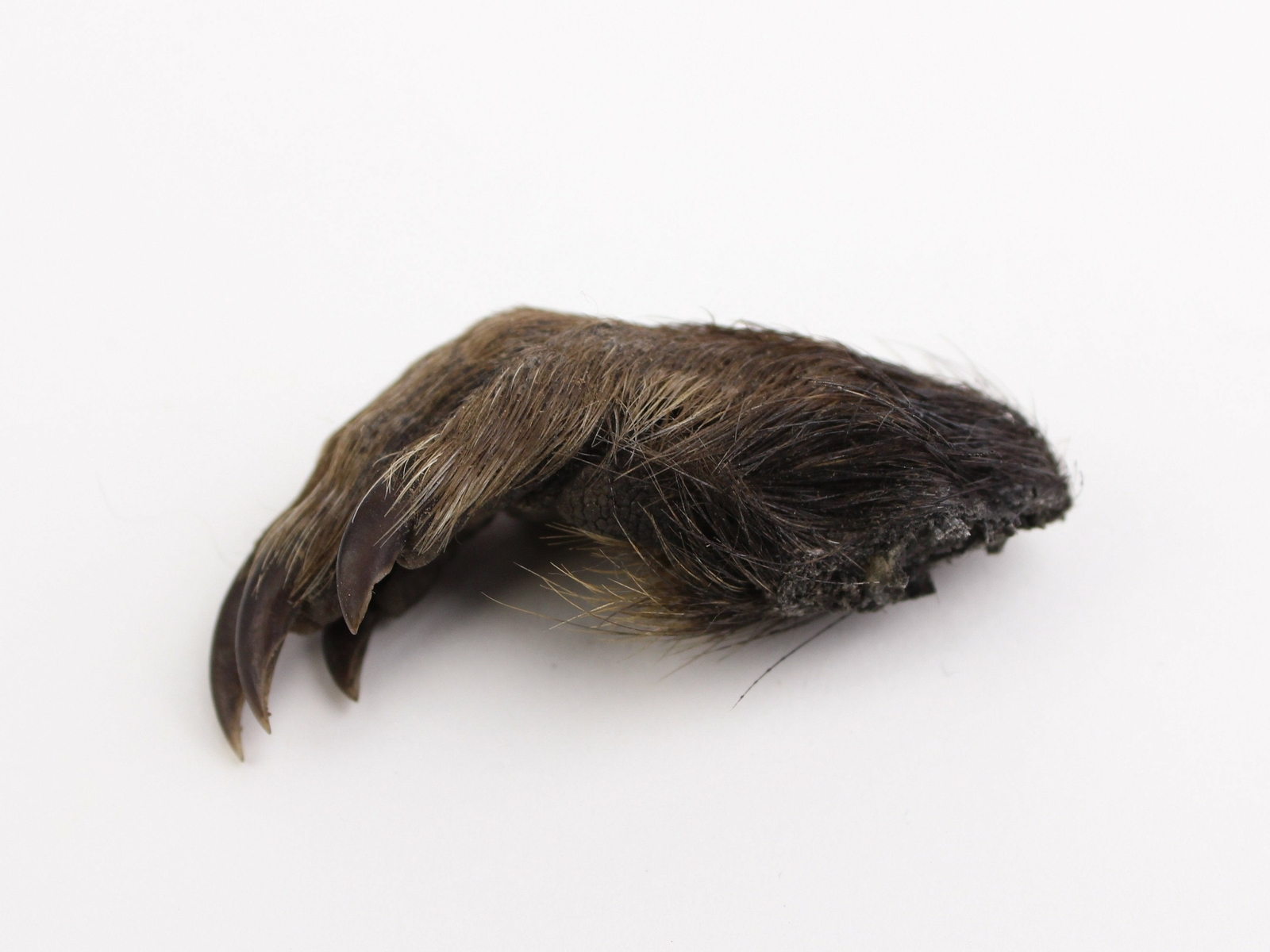 Nutria Coypu Foot: Extra Small (21-90XS-AS) R9 | eBay