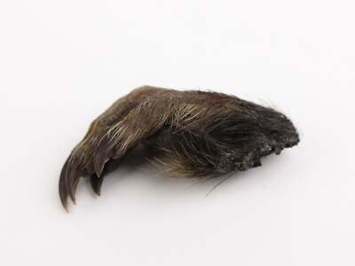 Nutria Coypu Foot: Extra Small (21-90XS-AS) R9 | eBay