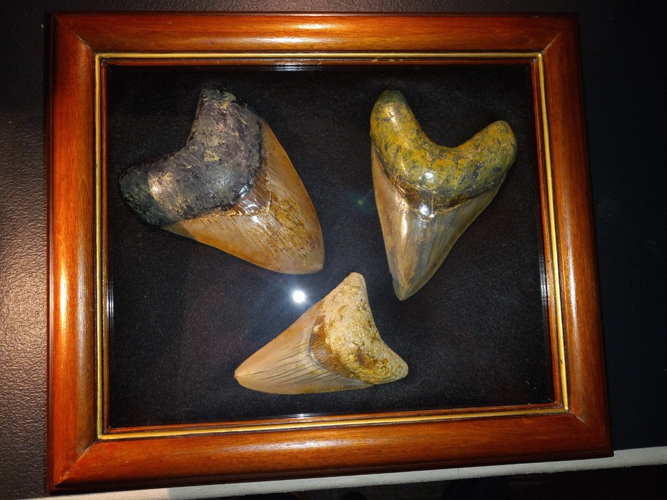 👀TWO👀 $$$$ 💥5-1/2"💥 4" MEGALODON TOOTH - TEETH - FOSSIL - SHADOW BOX ...