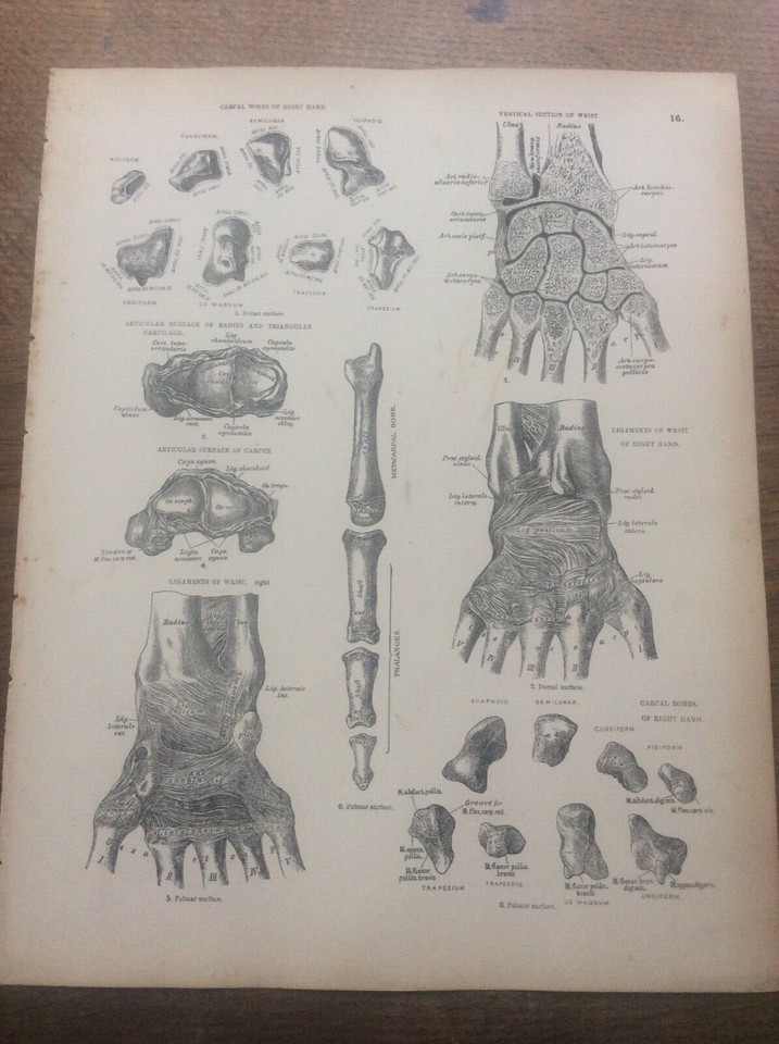 Human Body Anatomy Anatomical Antique Print 1880 c19th Plate Bones ...