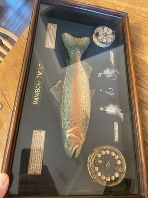 VINTAGE RAINBOW TROUT FLY FISHING SHADOW BOX | eBay