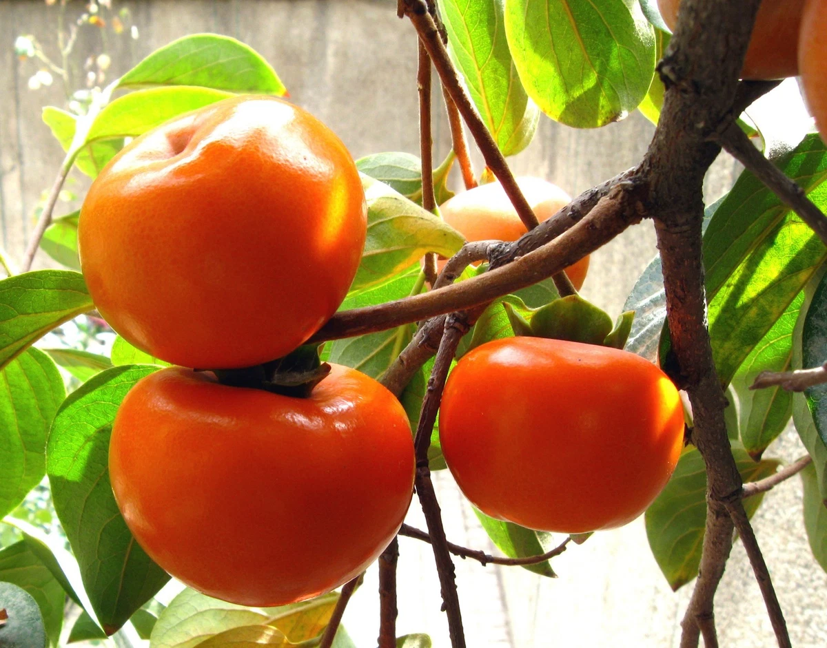 Persimmon Fruit Tree