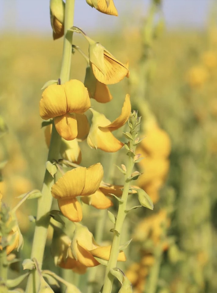 Crotalaria spectabilis SHOWY RATTLEBOX golden yellow flowers - 5 ...