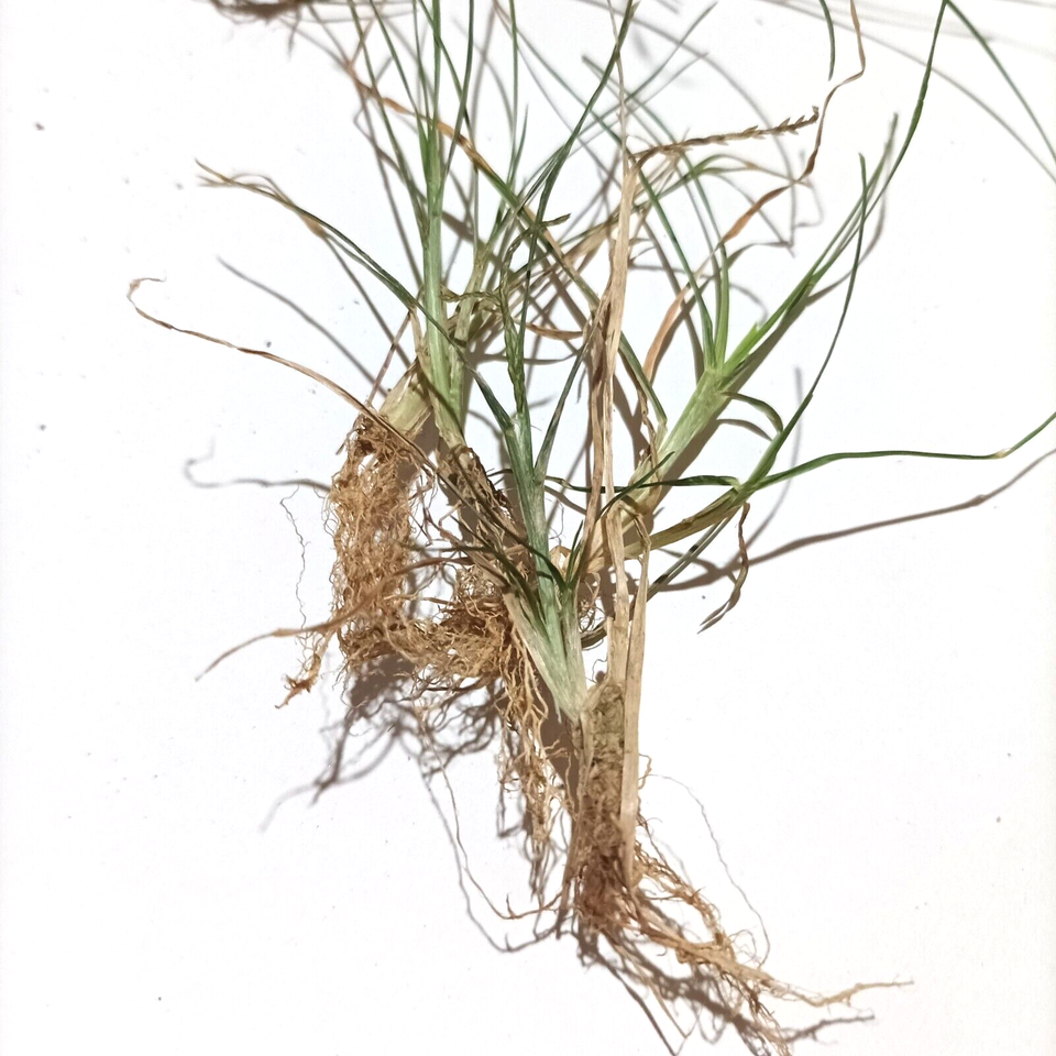 Ayurvedic Dry Paragis Plant 2oz Eleusine Indica Goosegrass Family ...