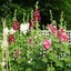 30+ HOLLYHOCK INDIAN SPRING, ALCEA ROSEA, HEIRLOOM SINGLE & DOUBLE ...