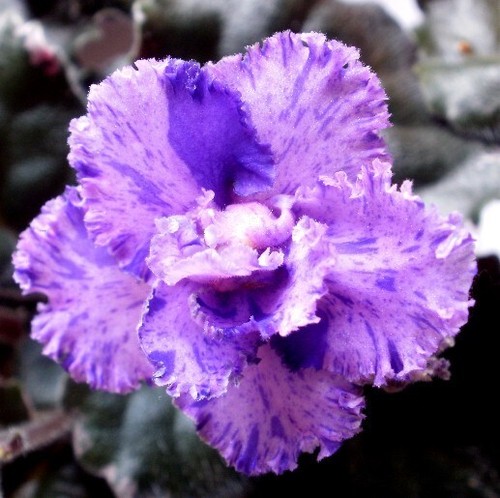 African Violet ** Buckeye Lazy Daze | eBay