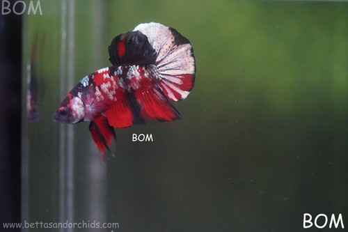 LIVE BETTA MALE HMPK RED KOI COPPER | BOM-A553 | eBay