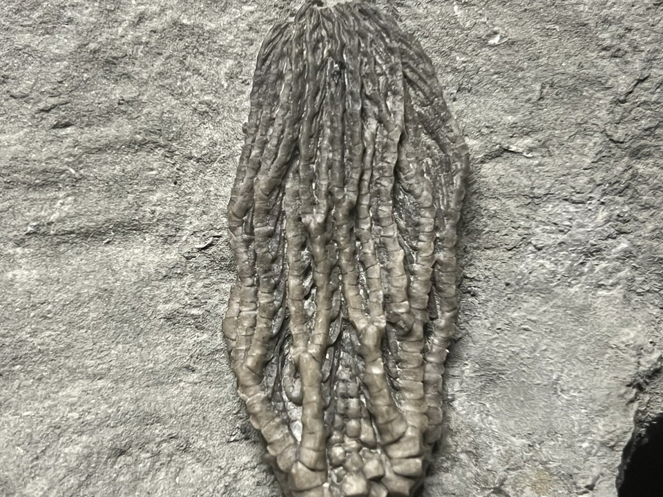 Crinoid-Stunning Hylodecrinus briareus from Indiana-Fossils, Trilobite ...