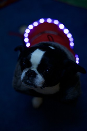 ROSEWOOD DOG COAT WITH BUILT IN LIGHTS! SAFTEY / LED/ JACKET | eBay