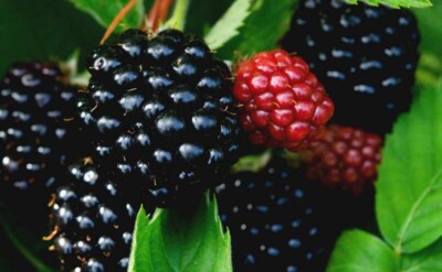 4 - Himalayan Blackberry 1-2 year plants. Large Sweet Berries, Very ...