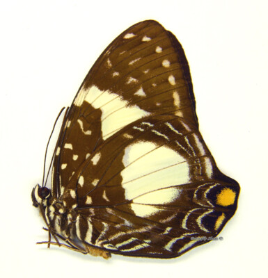 Unmounted Butterfly/Nymphalidae - Prothoe australis hewitsoni, white ...