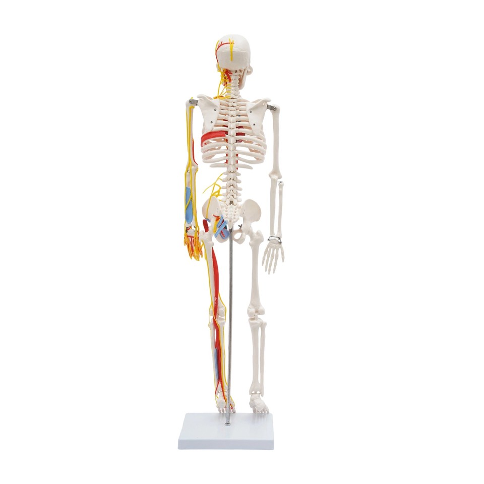 Human Skeleton Model PVC Skeleton Model For Medical Classrooms ...