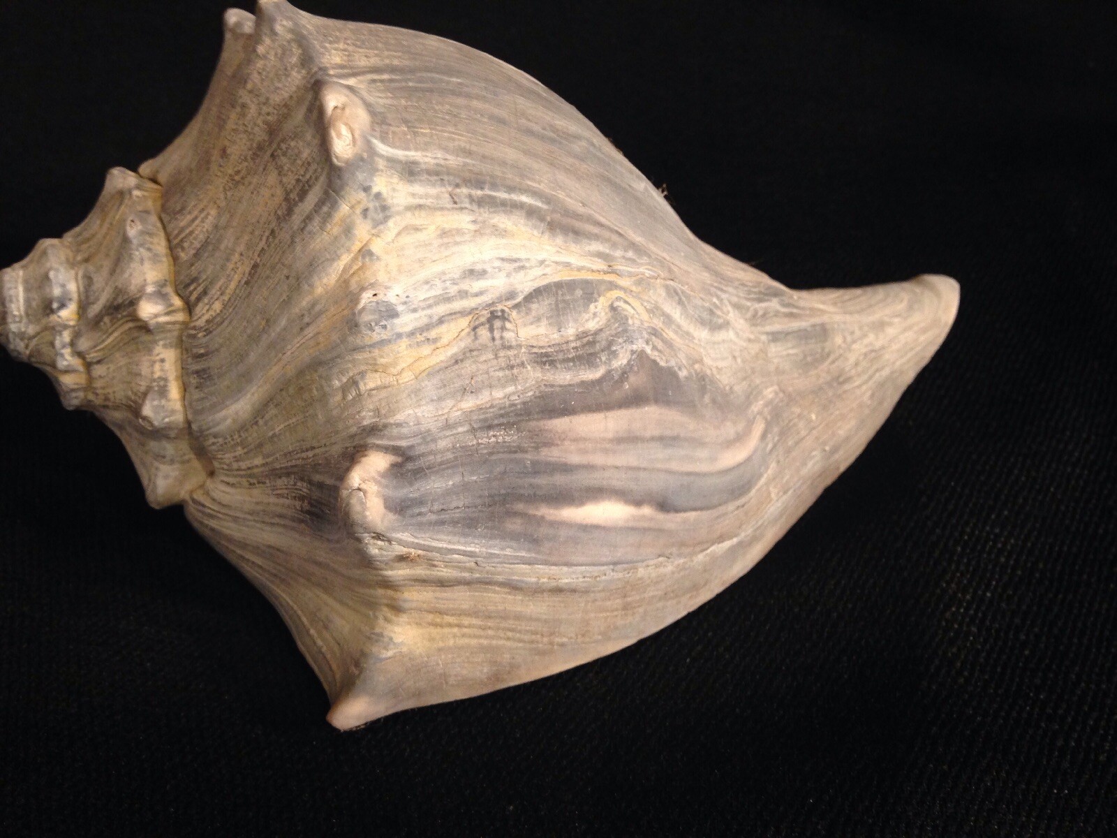 Large Conch Seashell Beach Decor Shell 8" Long and 3 1/2" Height | eBay