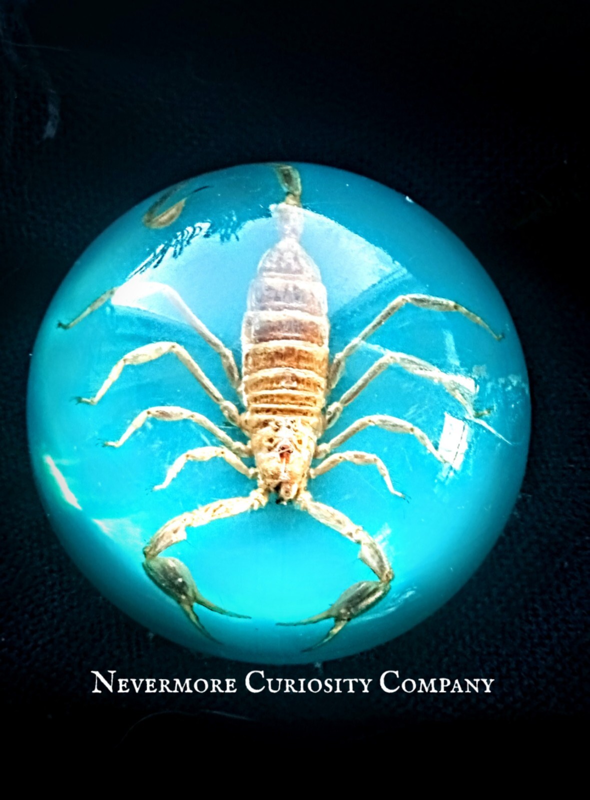 Vintage Real Scorpion Insect Lucite Acrylic Paperweight Taxidermy Class ...