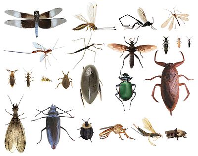 College Level School Entomology Insect Bug Specimens Choose Species ...