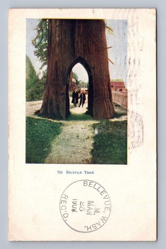 Bicycle Tree w Bellevue Washington Cancel Antique Postcard Snohomish ...