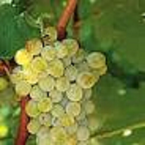 Rare Assyrtiko grape- 5 cuttings for rooting or grafting- import ...