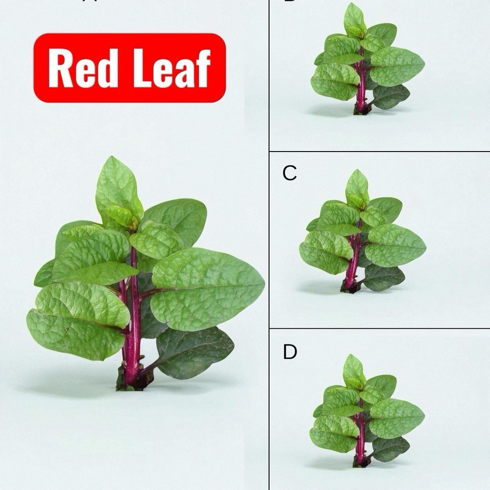 10 Grams (250+) Pui shak || Red Leaf Indian Spinach Seeds | eBay