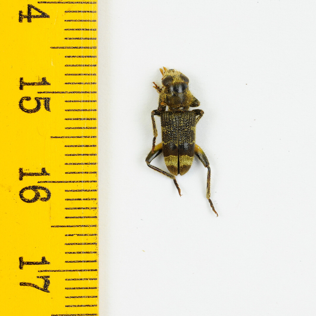 Cleridae Checkered Beetles