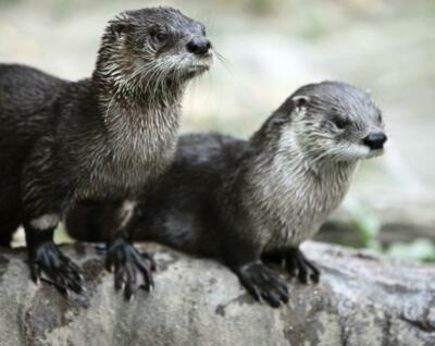 OTTER GLOSSY POSTER PICTURE PHOTO PRINT sea river weasel water pup cute ...
