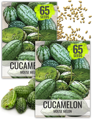Cucamelon Seeds for Planting Mexican Sour Gherkin Miniature Melons (2 ...