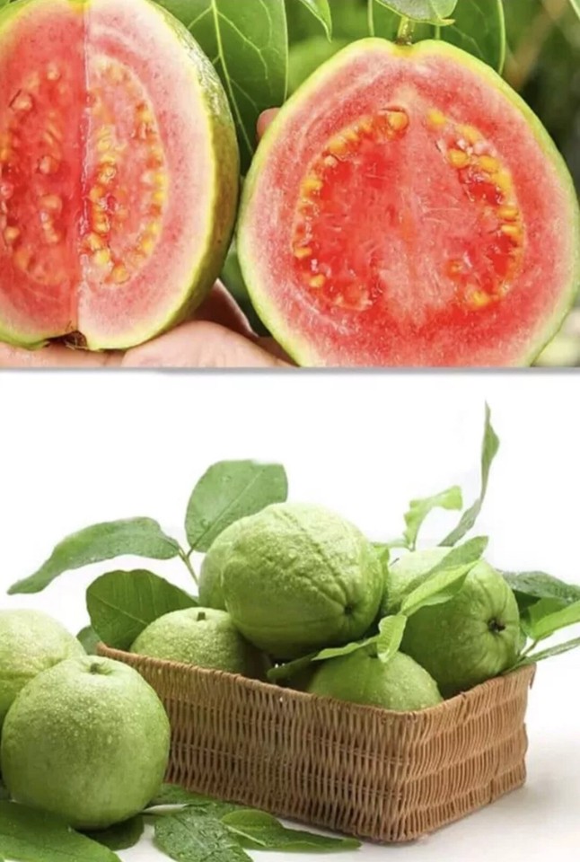 Pink Guava Seeds Easy Fruit Garden Fresh Grow TX USA Free Shipping ...
