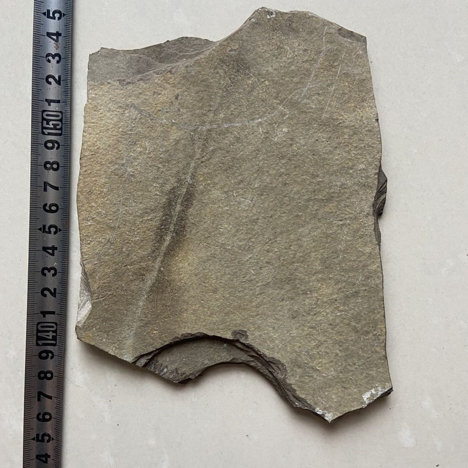 Unique and authentic paleontological fossil A67 | eBay