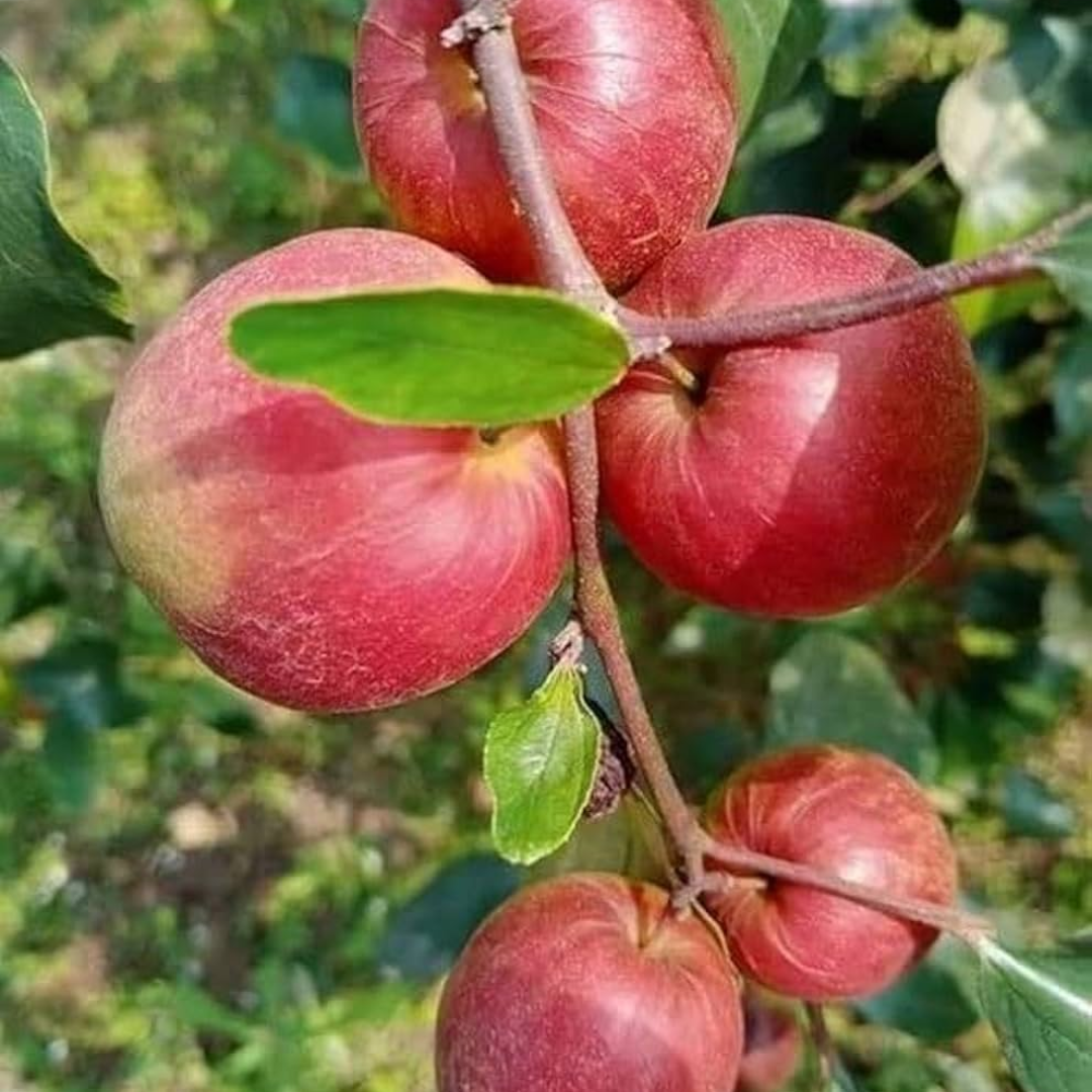 Hybrid Apple Ber Indian jujube ( Kashmiri , Graft plant ) 1 Bare-Root ...