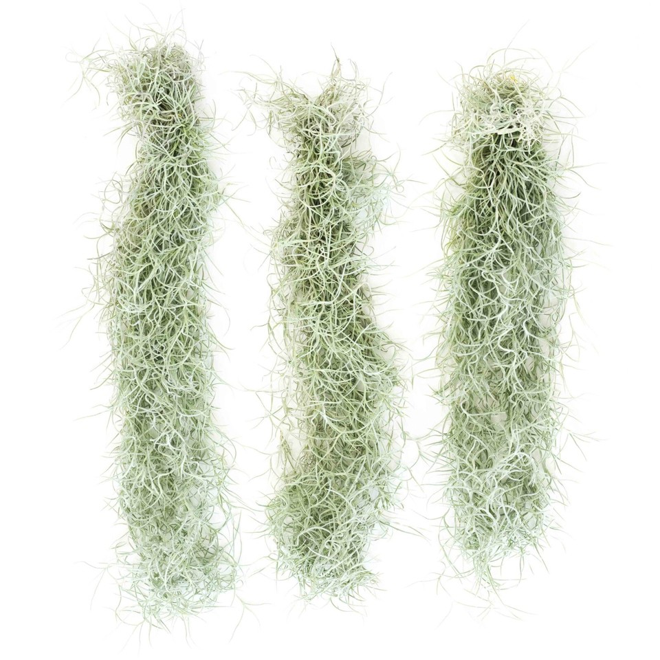 Colombian Thick Spanish Moss Air Plant Strands with Wire Hook - Indoor ...