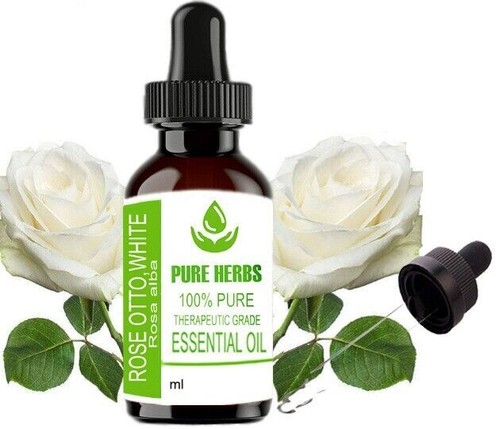 Pure herbs Rose Otto White 100% Pure & Natural Rosa alba Essential Oil ...