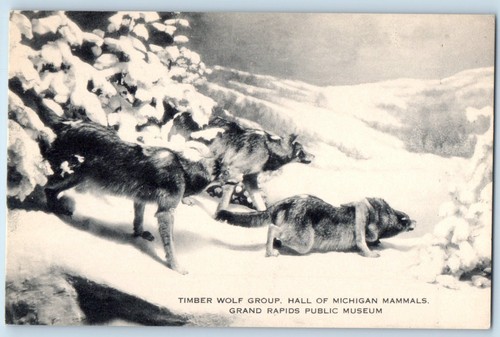 1940 Grand Rapids Michigan MI Postcard Timber Wolf Group Hall Mammals ...