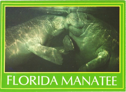 Florida Florida Manatee Two Manatees Vintage Postcard | eBay