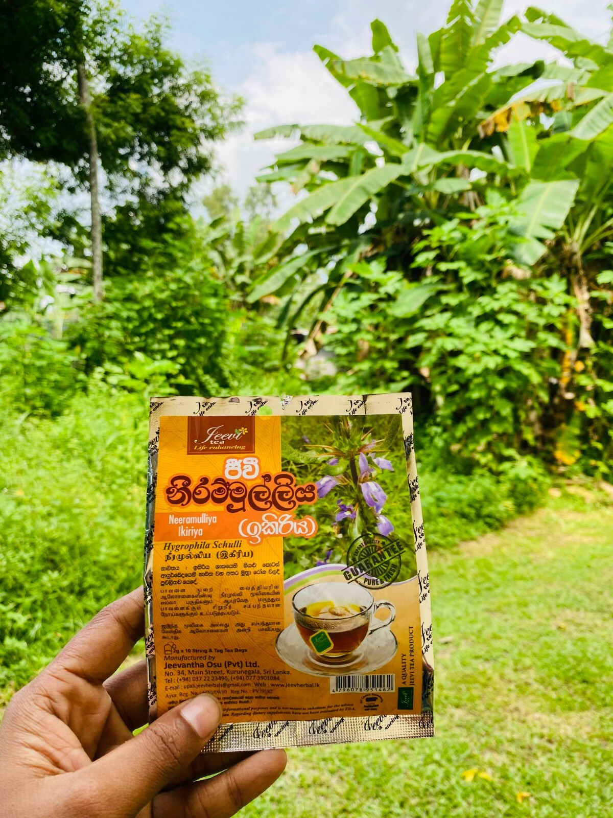 MARSH BARBEL NEERAMULLIYA TEA Bags Natural Herbal Ayurveda Healthy FREE ...